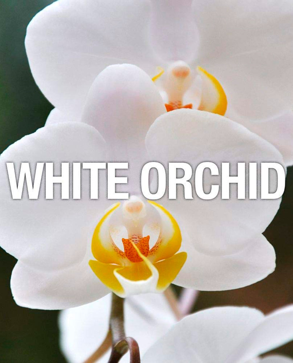 Curve Crush for Woman Eau de Toilette 100ml - Siman Nicaragua